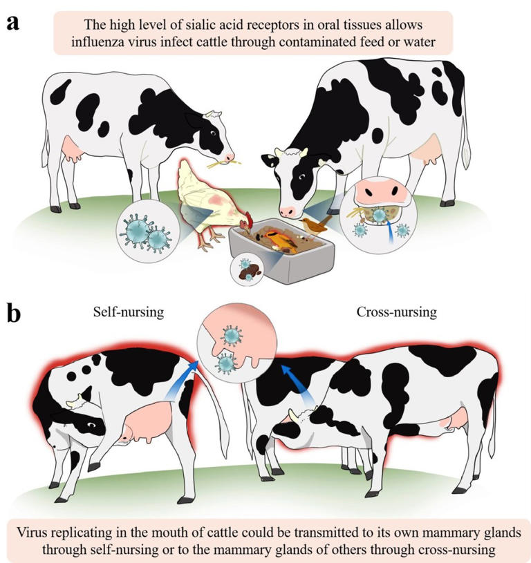 ‘Milk-stealing’ calves spread deadly bird flu virus among US cows ...
