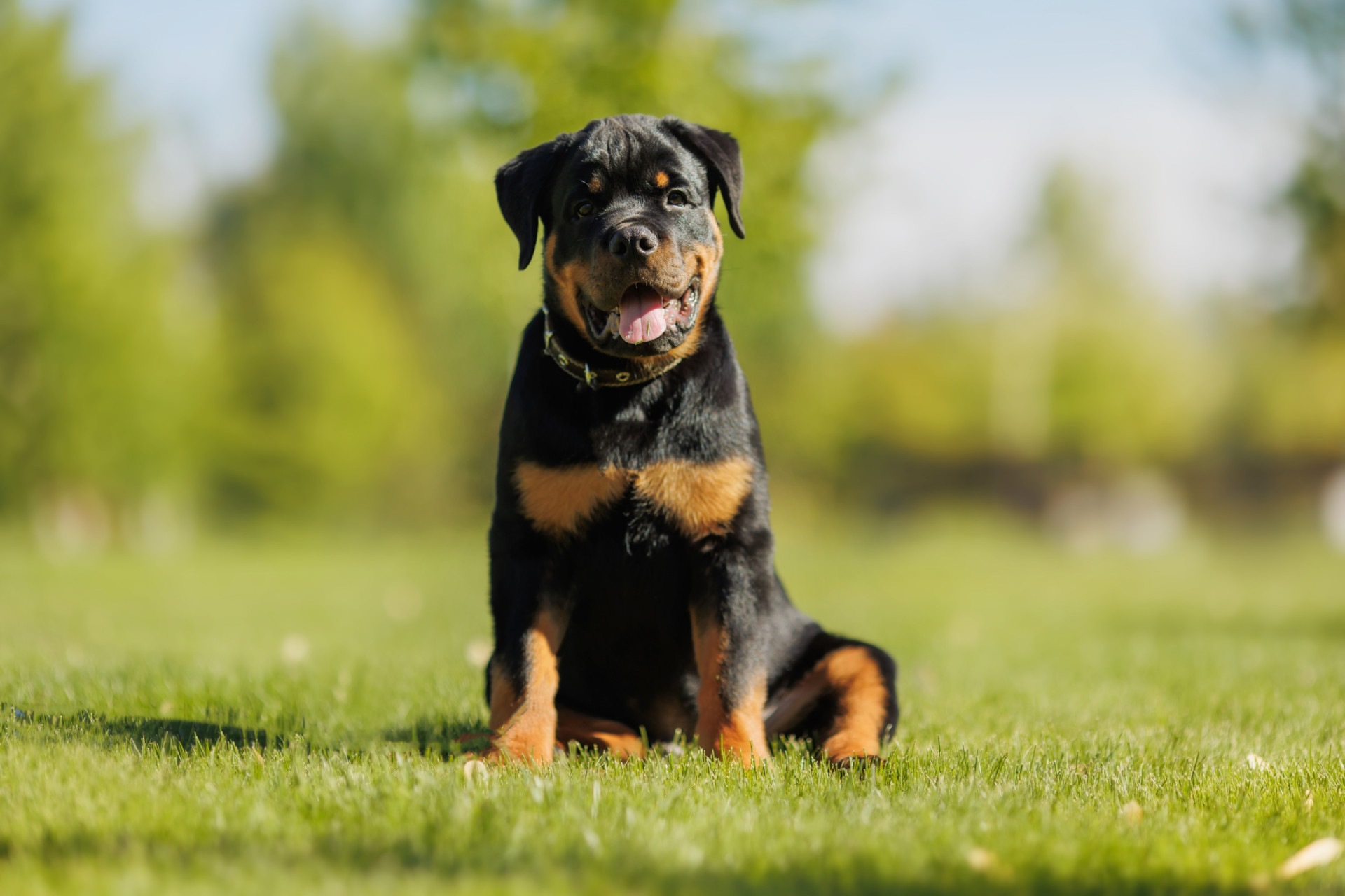 Breeds of dogs banned around the world