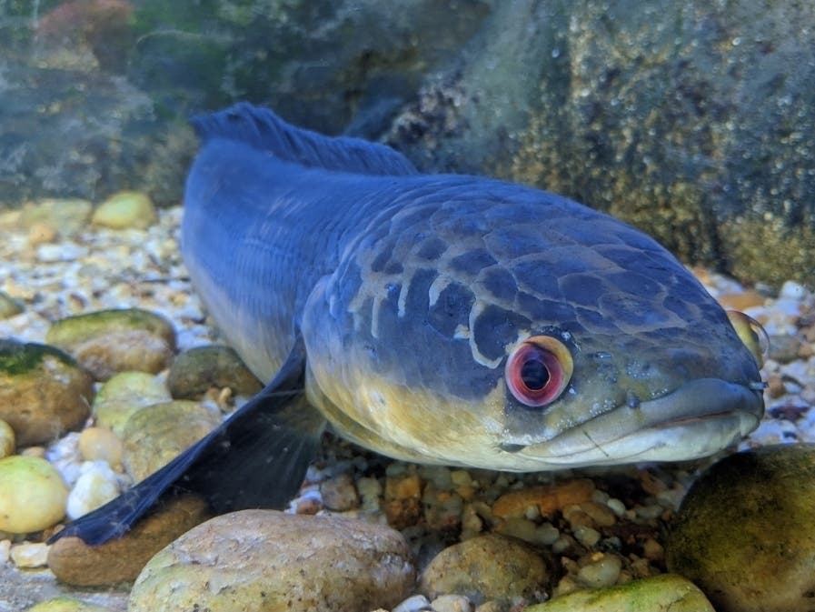 Invasive Fish Caught By Angler In Bucks County
