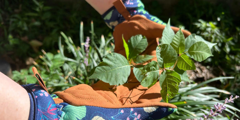 5 Expert-Backed Tips to Banish Poison Ivy From Your Yard—Safely and Simply
