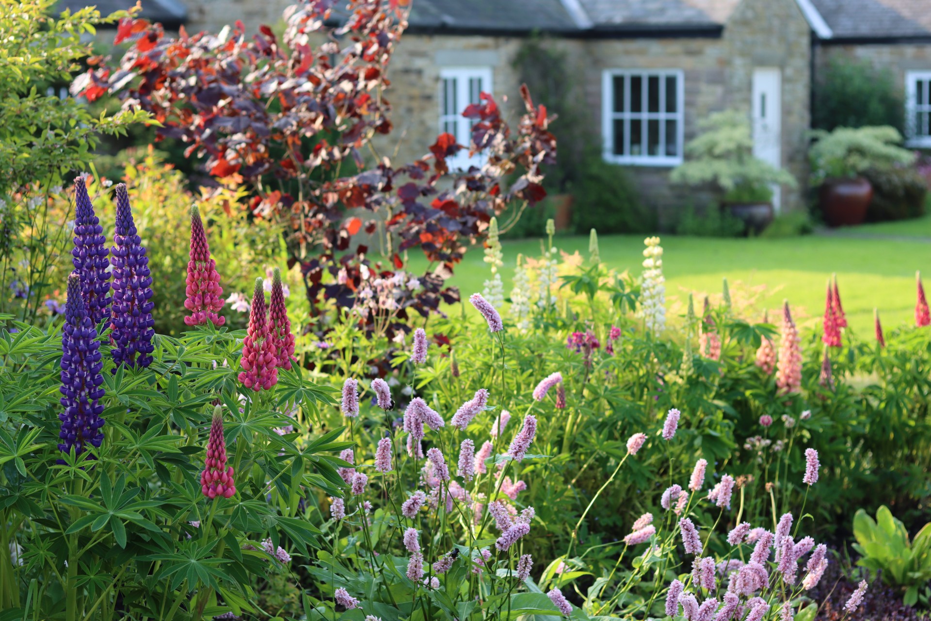 How to make a drought-resistant garden without a hose