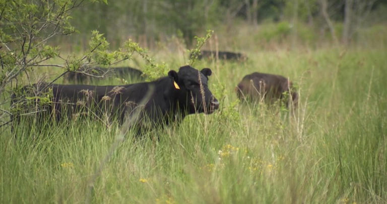 July marked as ‘Beef Month’ in Tennessee