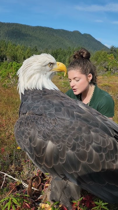 Meet Sitka: Alaska Raptor Center's Huge Bald Eagle Ambassador Soaring ...
