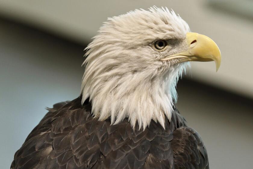 Bald eagle's new status as the official U.S. bird brings pride and hope ...