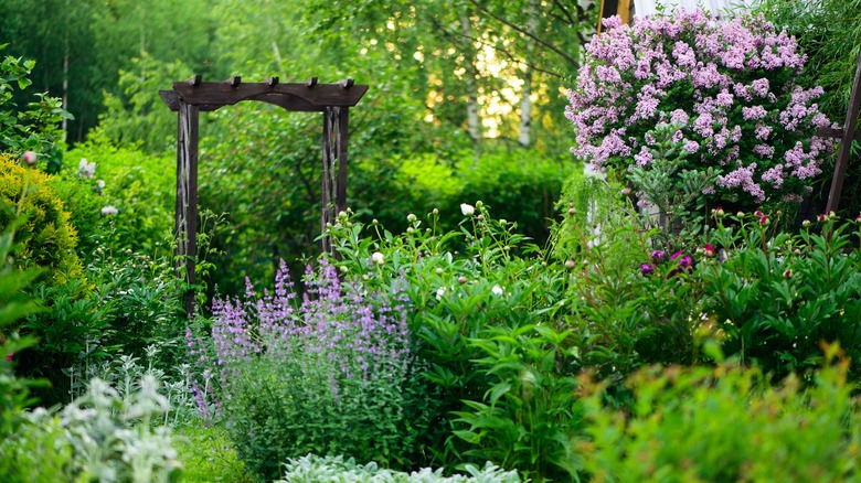 The Underrated Perennial That Gives Your Garden A Cottage Core Vibe