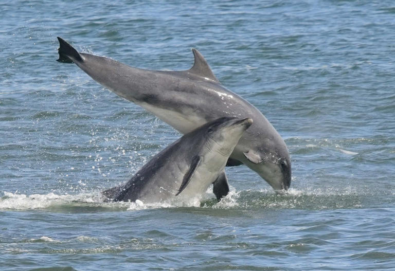 North East pensioner captures incredible pictures of dolphin pod off ...
