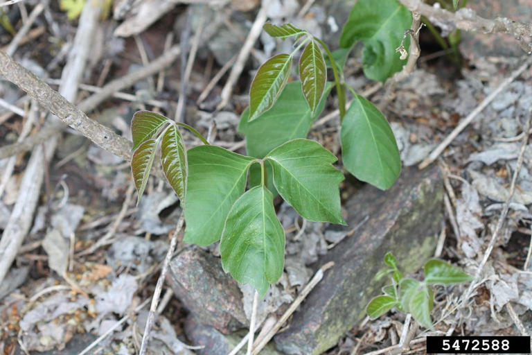 5 Expert-Backed Tips to Banish Poison Ivy From Your Yard—Safely and Simply