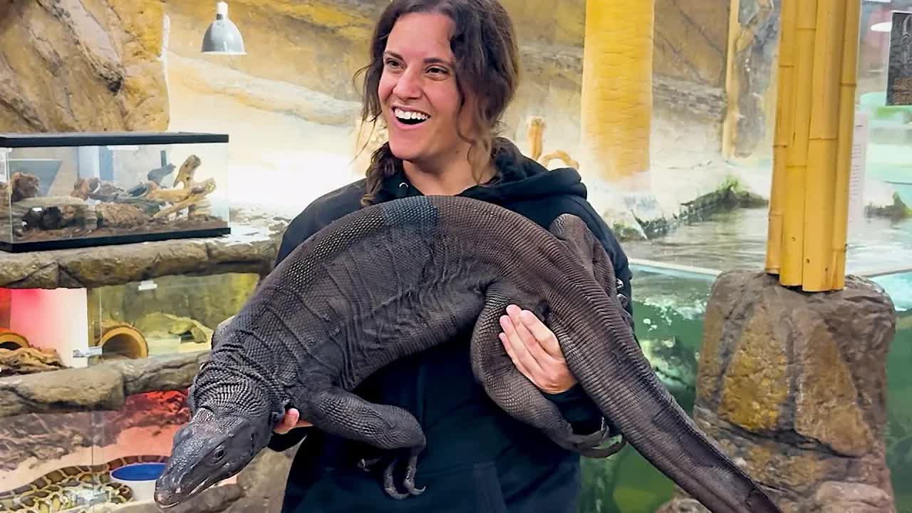 Giant black dragon monitor lizard