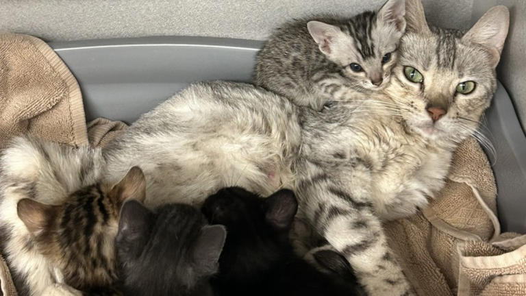 Almost 100 cats found in ‘unimaginable conditions’ in western Colorado