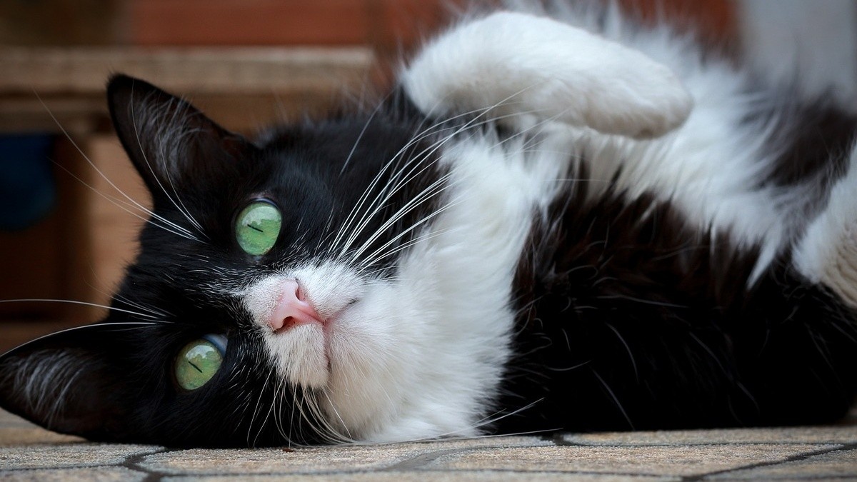 10 signs your cat is asking you to change his routine because he's unhappy