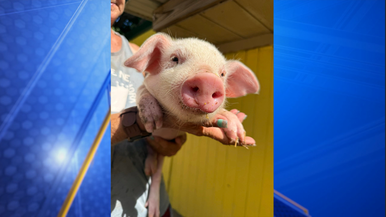 ‘They are jumping for their lives’: Kansas pigs leap to freedom, find ...
