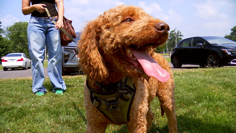 Heat safety tips for pet owners during summer