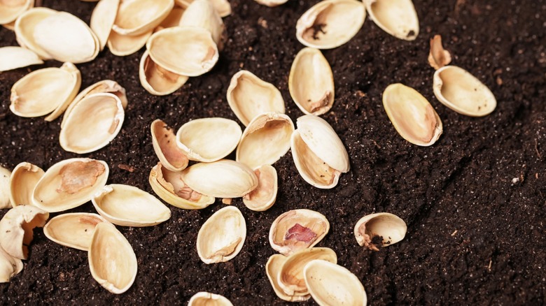 Don't Throw Away Pistachio Shells — Use Them To Keep Garden Pests Away