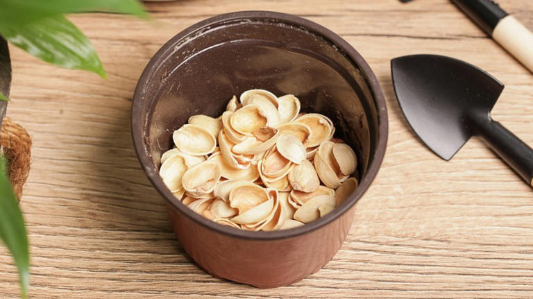Don't Throw Away Pistachio Shells — Use Them To Keep Garden Pests Away