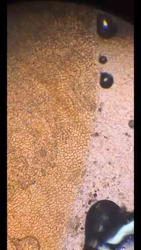 Under the Microscope: Nature’s Secret Details Uncovered