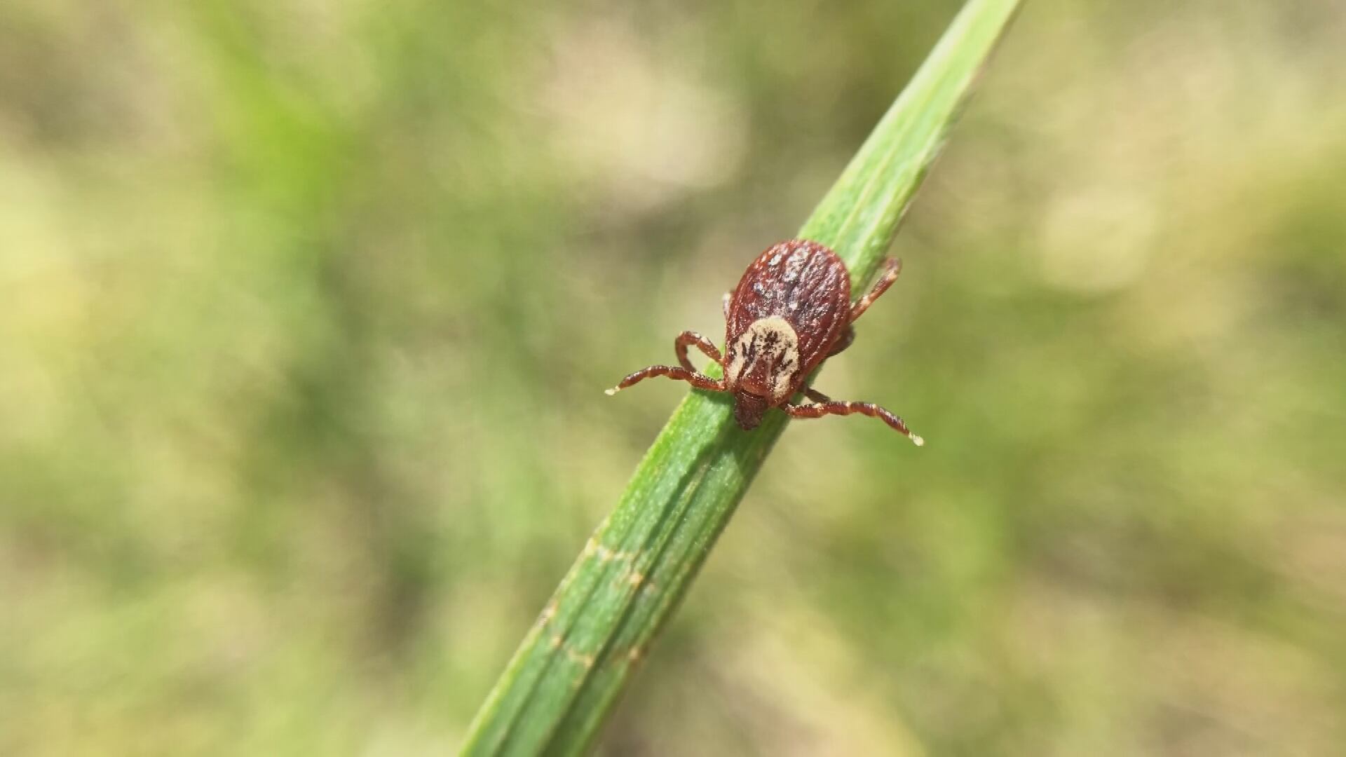 Health officials warn of tick dangers as summer activities ramp up