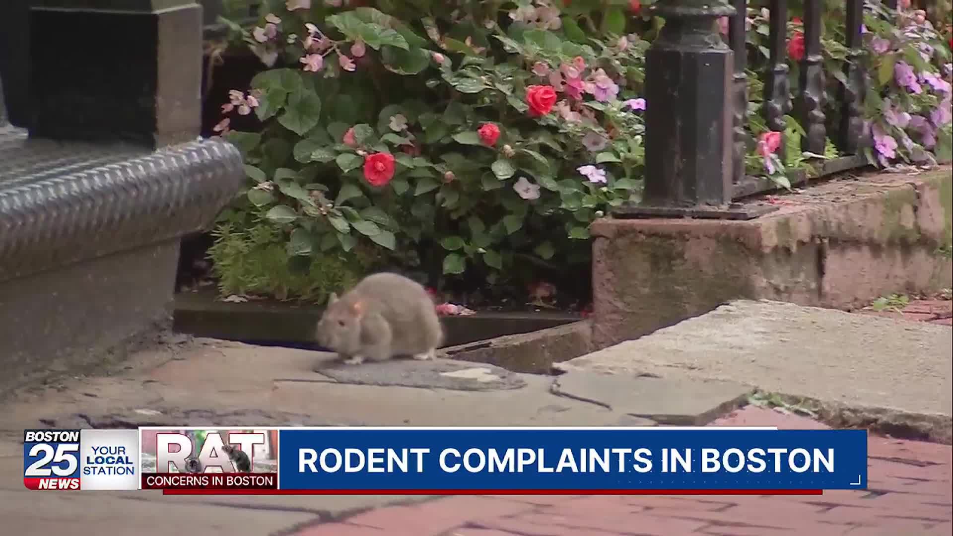 ‘Never seen anything like this’: Rats infiltrate longtime South Boston ...