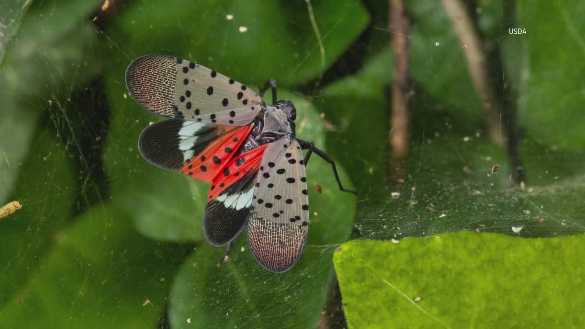 Spotted lanternflies: What are they and why are they considered a pest