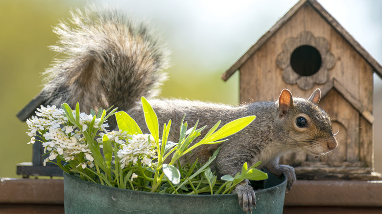 Keep Squirrels Away From Hanging Plants And Window Boxes With These Tips
