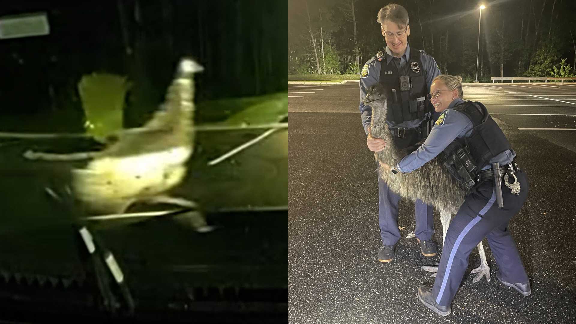 Dashcam footage shows emu dart in front of Maine police cruiser