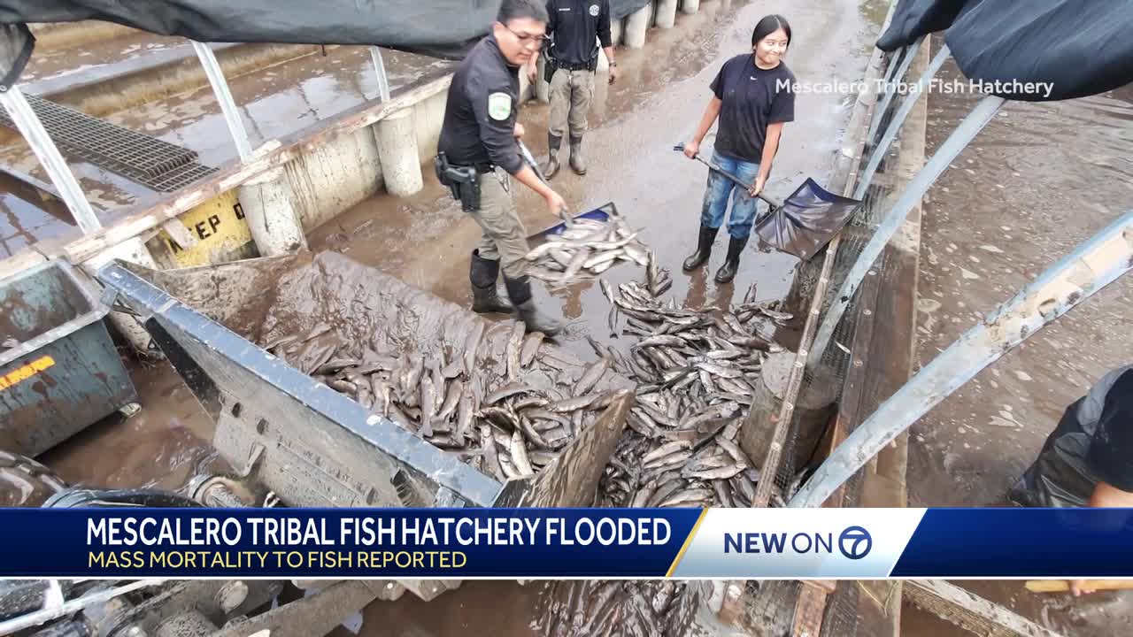 Nearly half a million rainbow trout killed in Mescalero Apache flooding