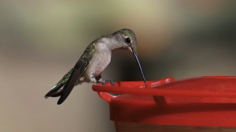 Attract Hummingbirds With A Fast-Growing Ground Cover That Thrives In ...