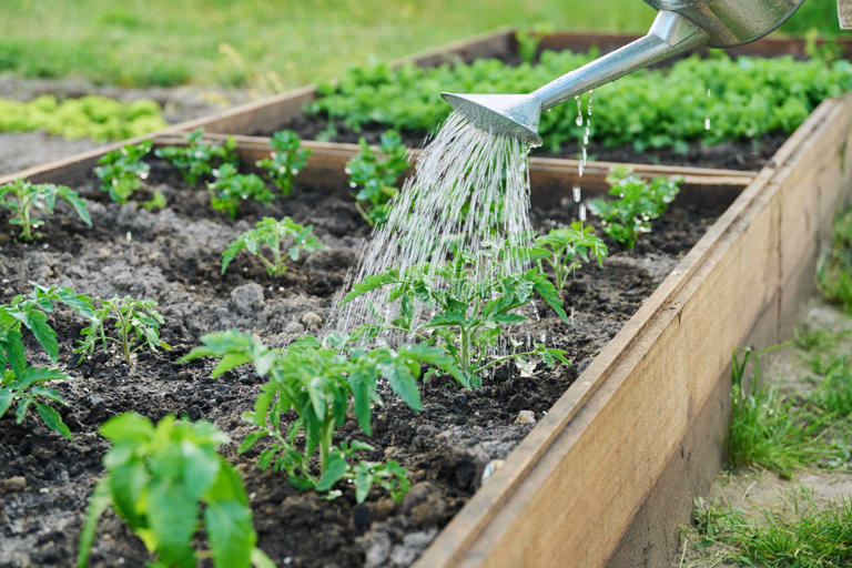 The worst time to water your vegetable garden—and when to do it instead