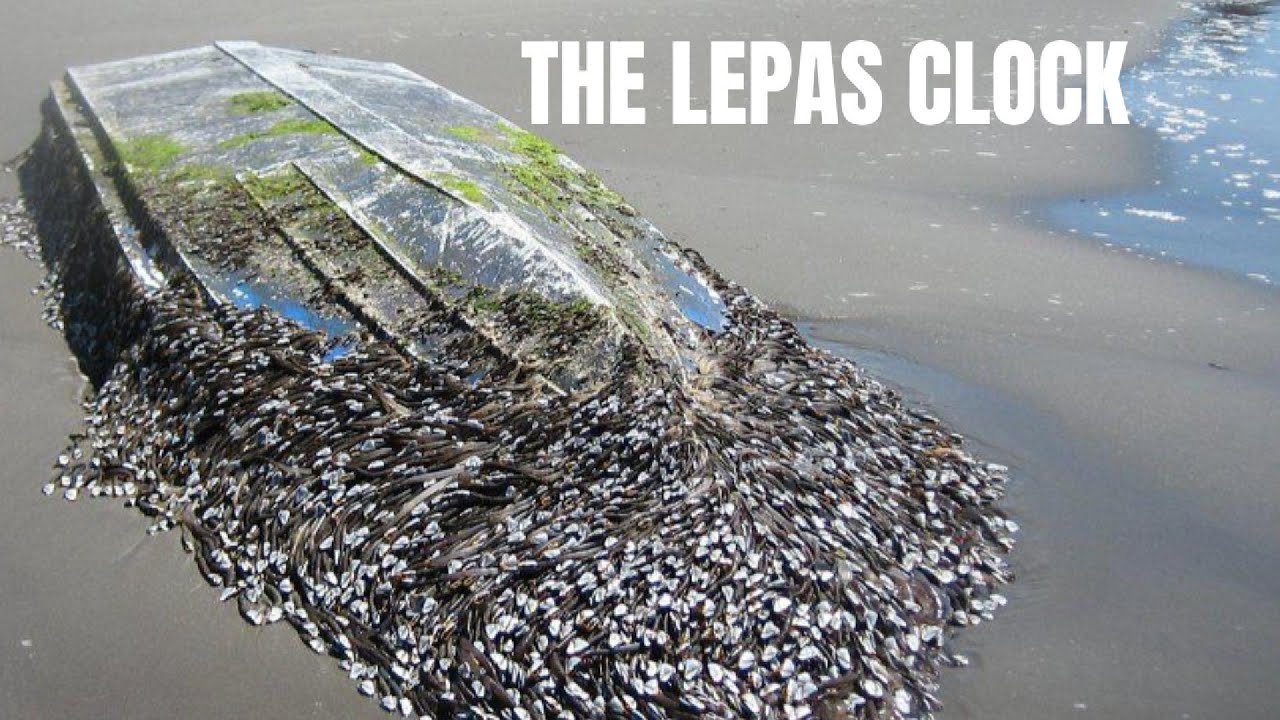 The Strange Role of Barnacles in the MH370 Search