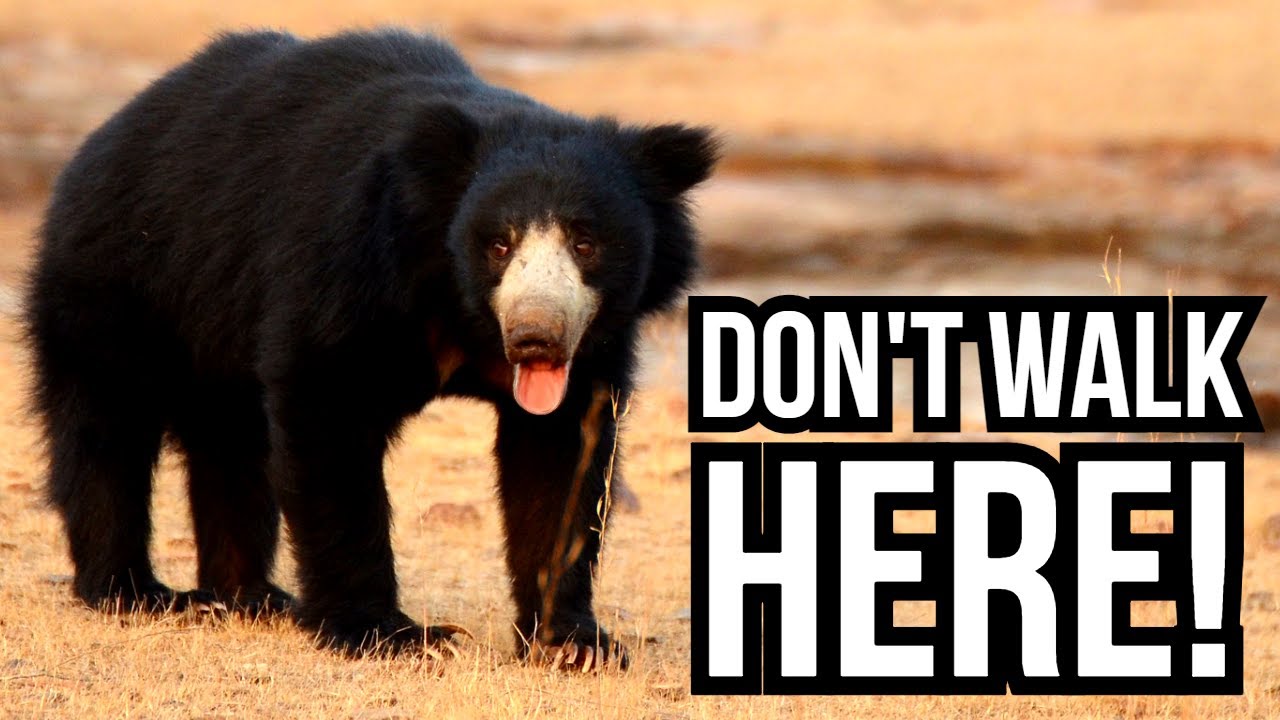 3 Of The World's Most Dangerous Animal Attack Hotspots