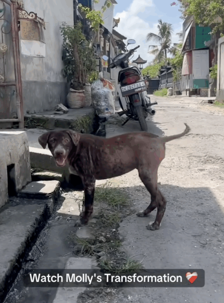 This mange-ridden dog’s smile says everything—watch her incredible ...