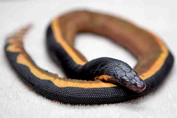 Letal e apavorante: veneno dessa serpente poderia matar 100 homens com ...