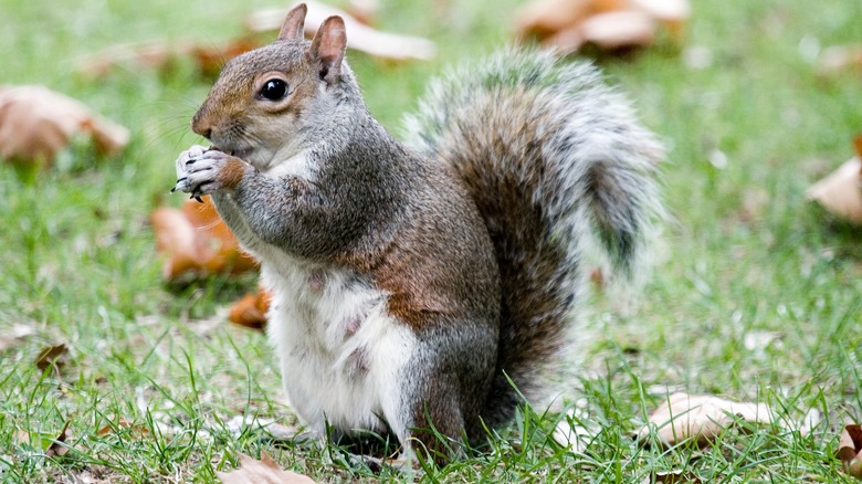 If You Have Pets, You Should Reconsider Using This Popular Squirrel And ...
