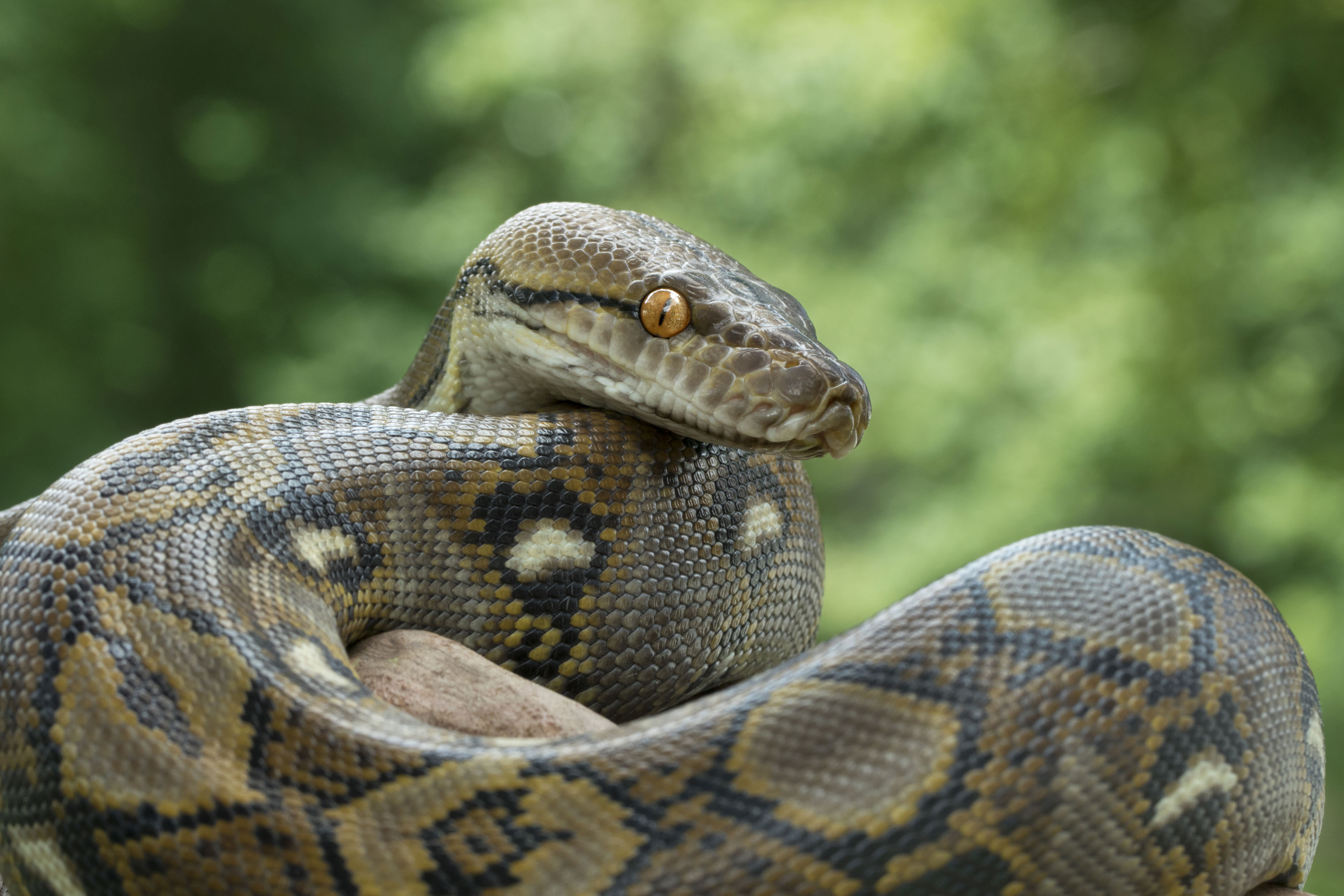 Chances of encountering a snake increase after heavy rains
