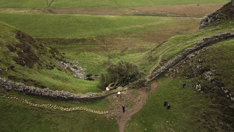 Two men who felled iconic Sycamore Gap tree on UK's Roman Wall jailed ...