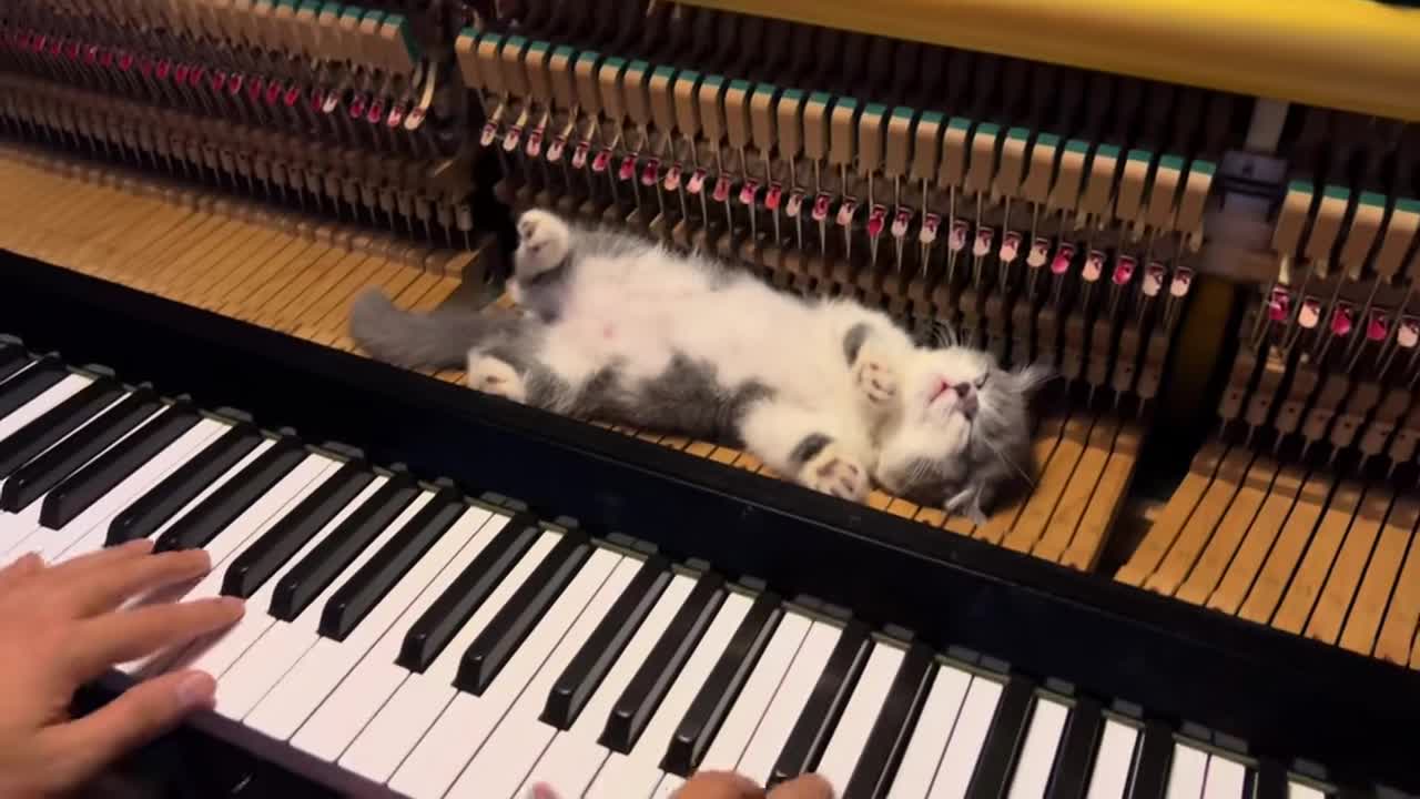 Kitten naps on piano during cheerful tune in Liaoning, China