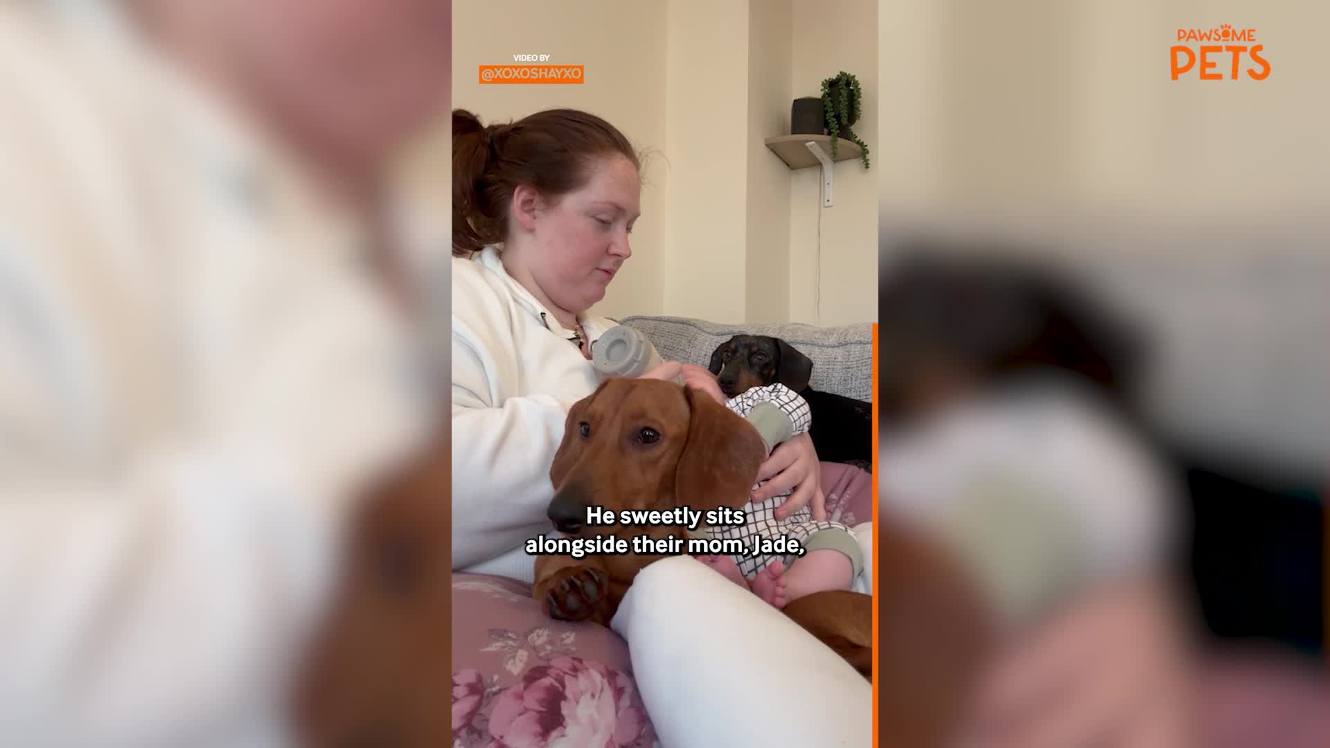 Sausage Dog And His Baby Brother