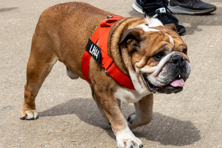 Ferrari F1 star Charles Leclerc issues caution around Roscoe Hamilton