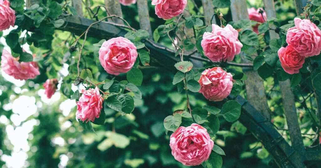 10 Reasons Why You Need To Deadhead Your Rose Bushes