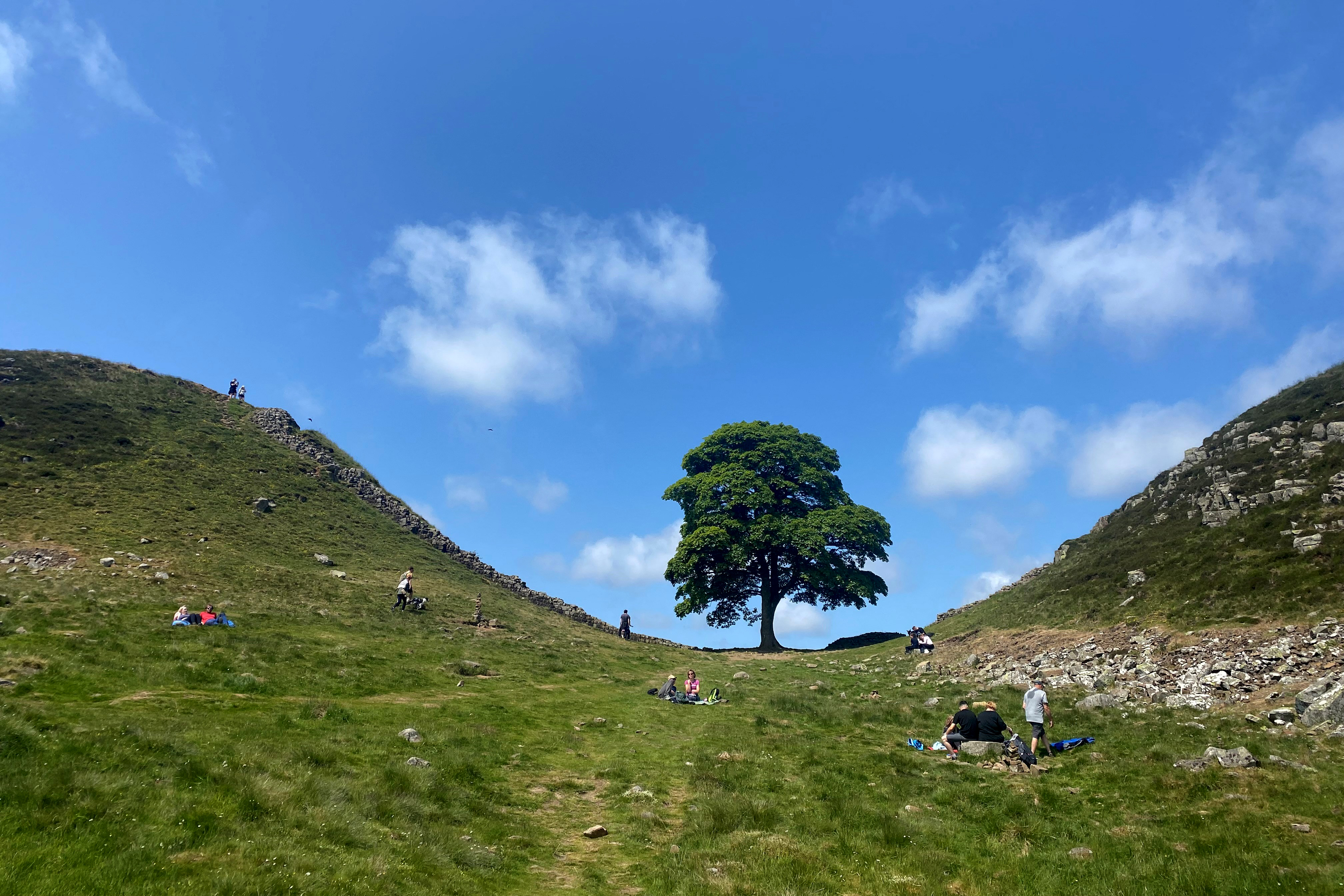 Duo sentenced to four years for ‘moronic’ killing of tree in England