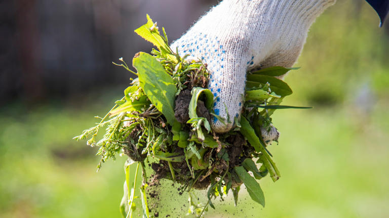 A DIY Fertilizer That'll Make Use Of Weeds You've Pulled From Your Garden