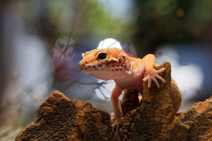 What Temperature Does My Gecko Need?