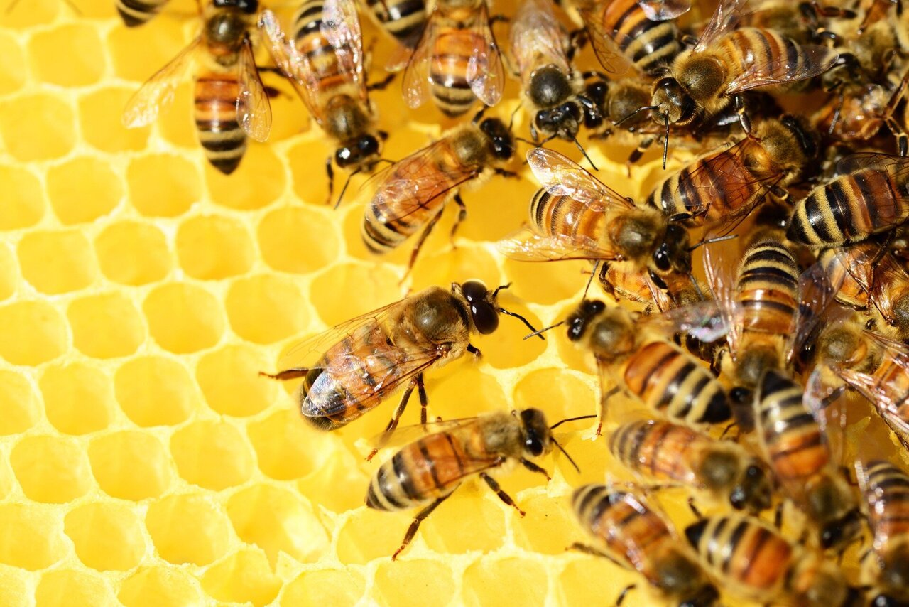 How AI can help protect bees from dangerous parasites