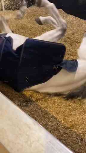 Meet My Handsome Boy – The King of the Stable