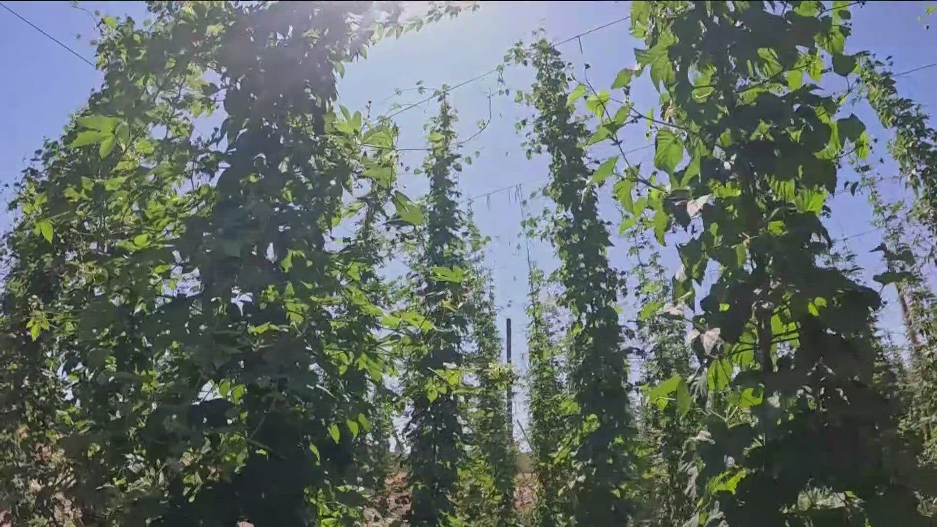 Inside Ag: Looking into Idaho's second-highest crop, hop production
