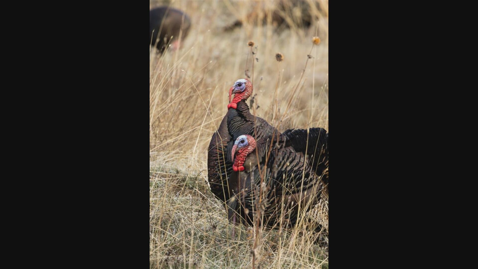 IDFG launches turkey tracker