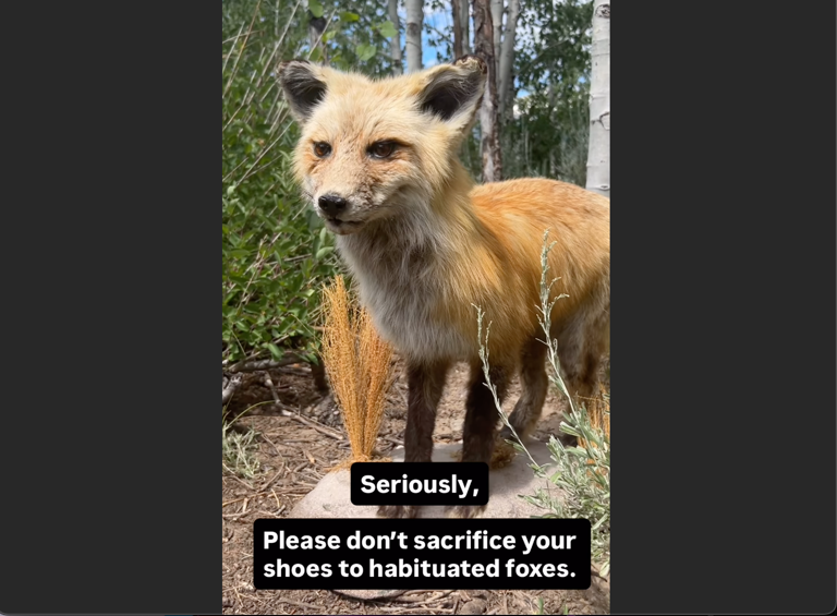 Guardaparques culpan a un zorro escurridizo del robo de 32 pares de ...