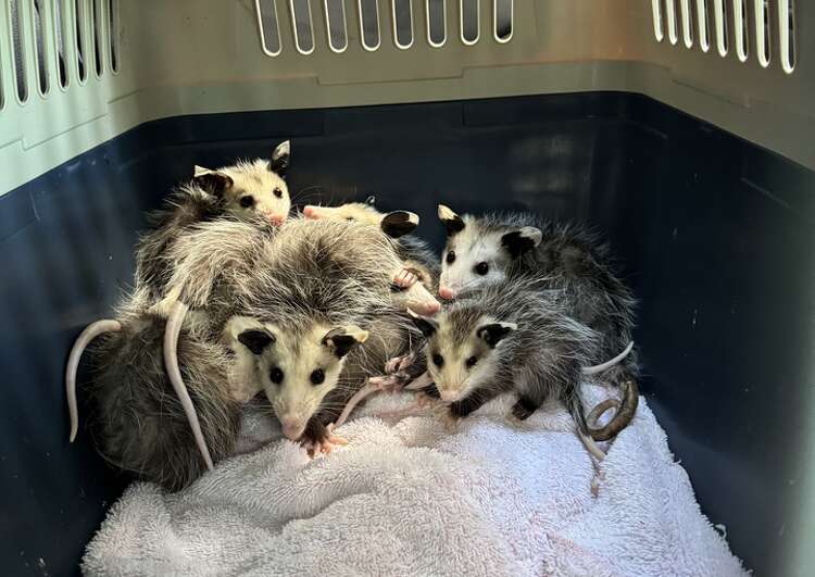 S.F. wildlife organization seeks help fostering orphaned possums
