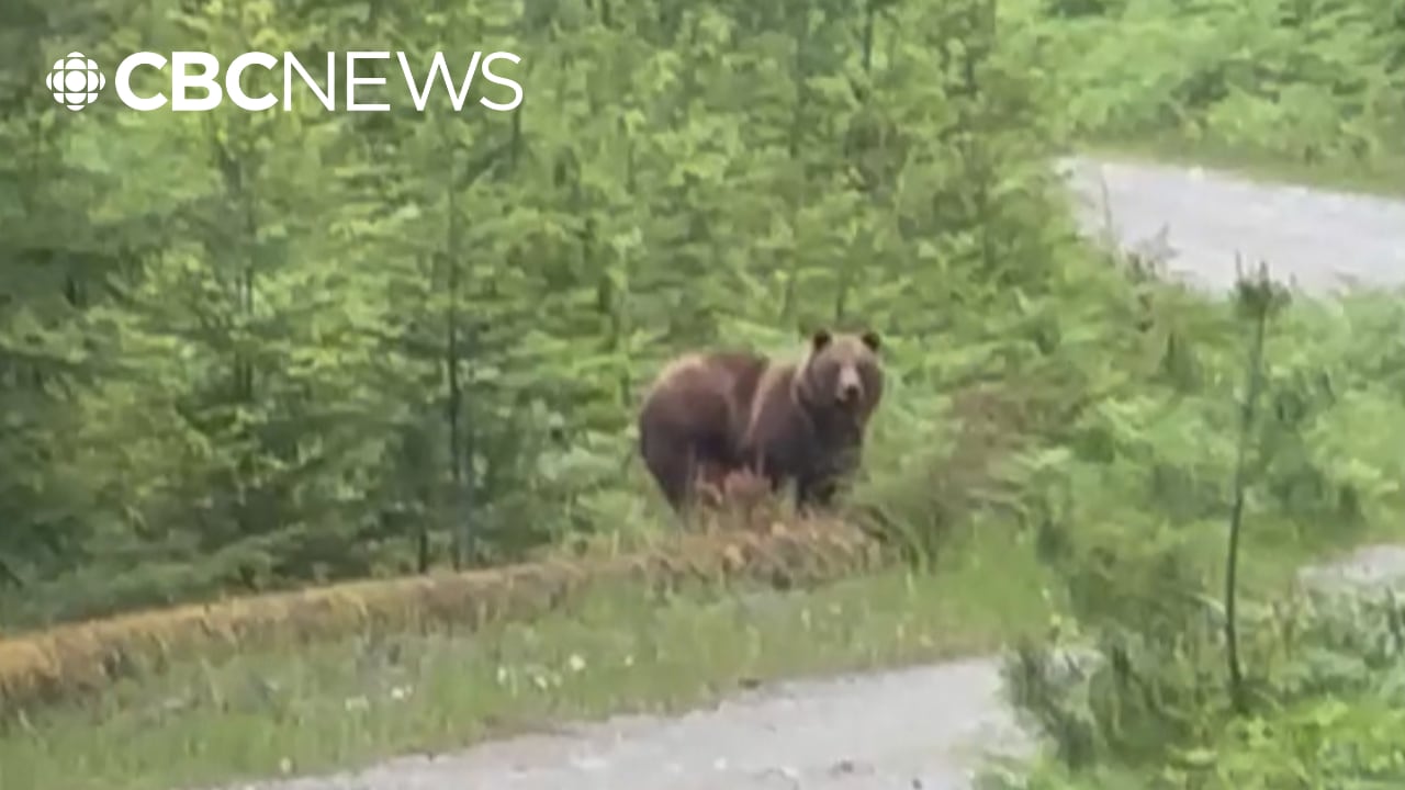 Controversial grizzly bear shot dead on Texada Island
