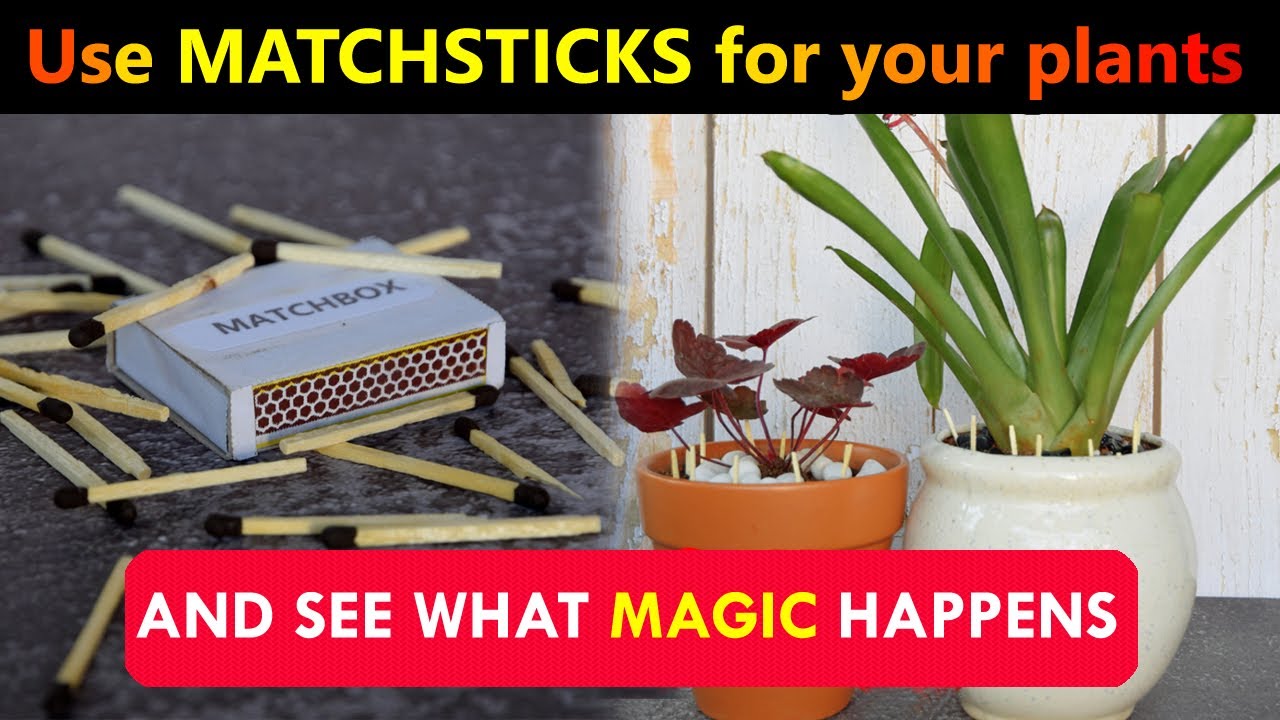 Use MATCHSTICKS For Your Plants And See What Magic Happens
