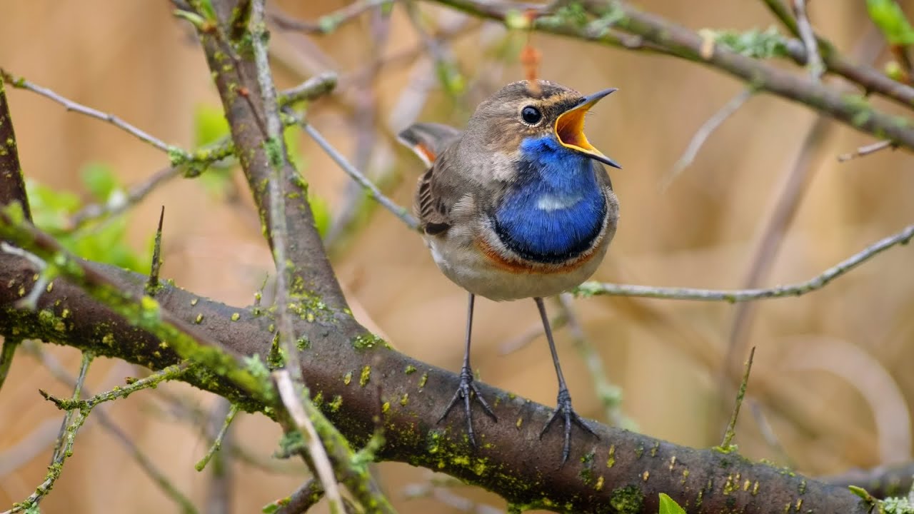 You Silly Bird, Wait for the Shot! ~ White-spotted Bluethroat Dodging ...